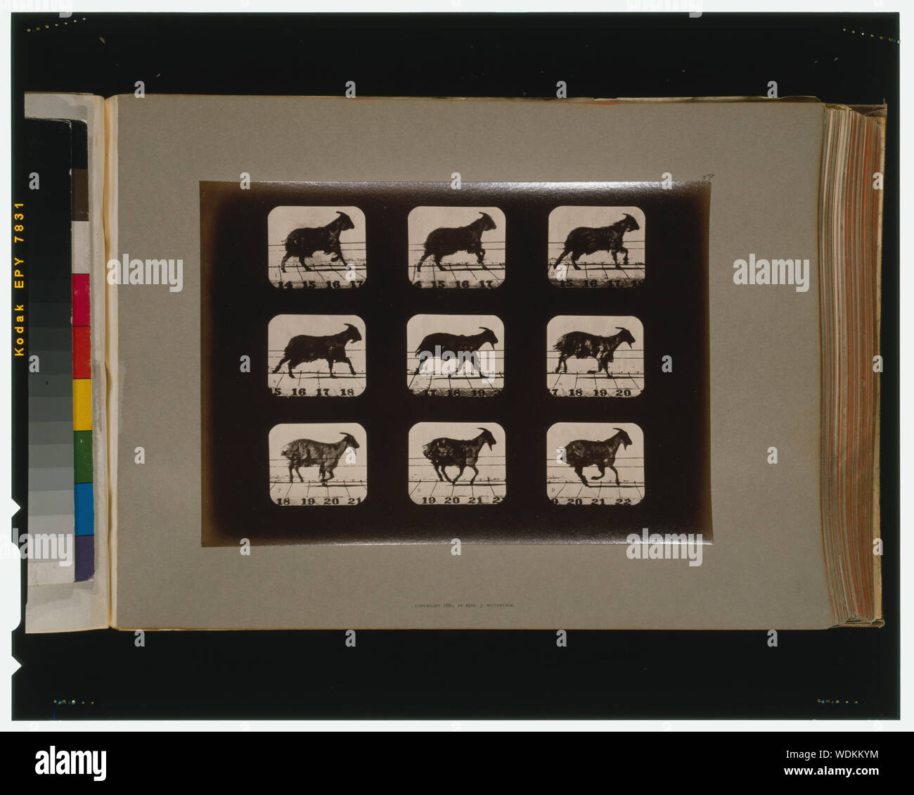 Albumen print technique hi-res stock photography and images - Alamy