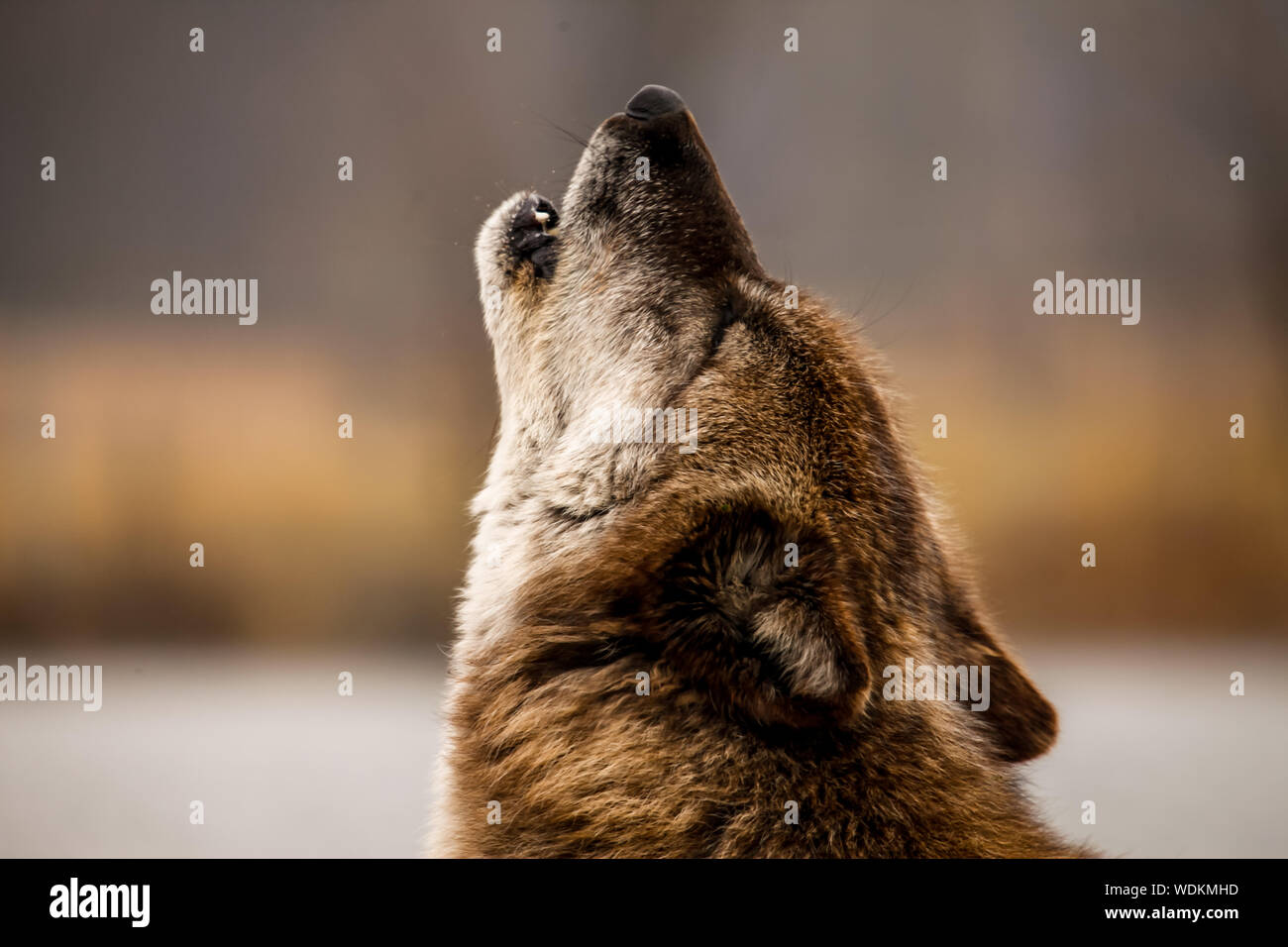 Wolf howling close up hi-res stock photography and images - Alamy