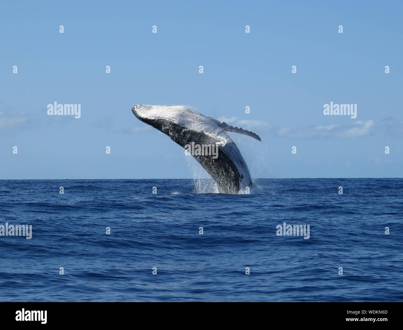 Whale splashing water hi-res stock photography and images - Alamy