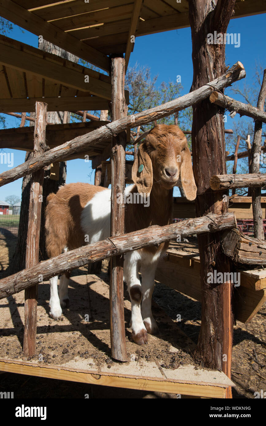 Goats, part of the attraction, along with fresh strawberries, at Sweet ...