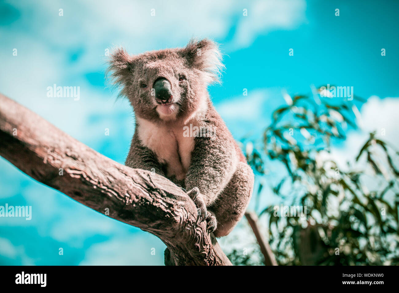 Low animal hi-res stock photography and images - Alamy