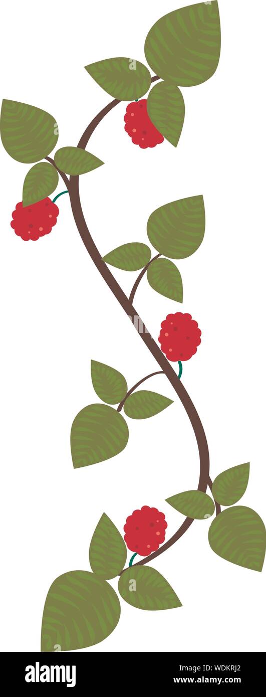 Folk Art Raspberry Vine Stock Vector Image & Art - Alamy