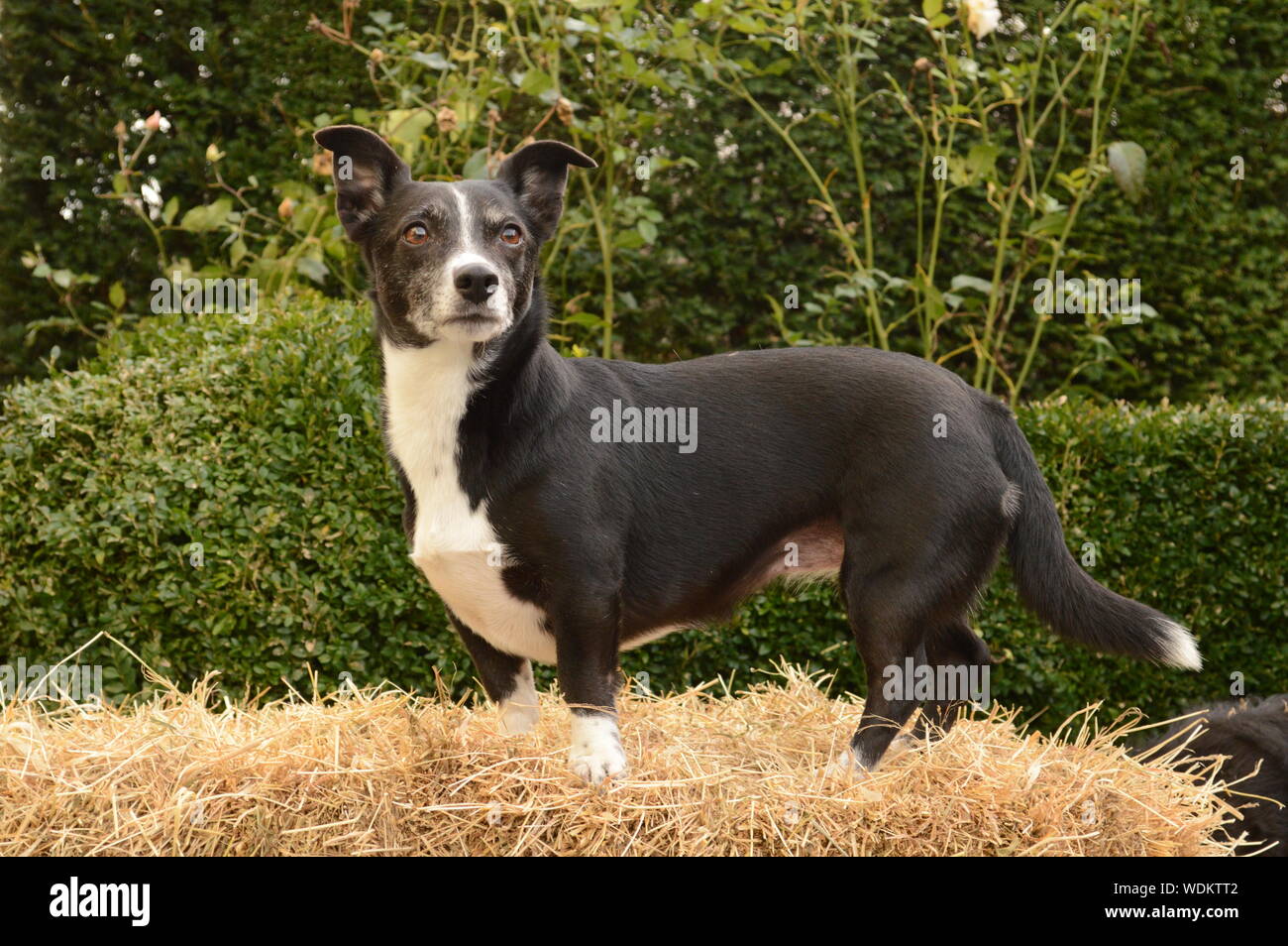 Straw dog hi-res stock photography and images - Alamy