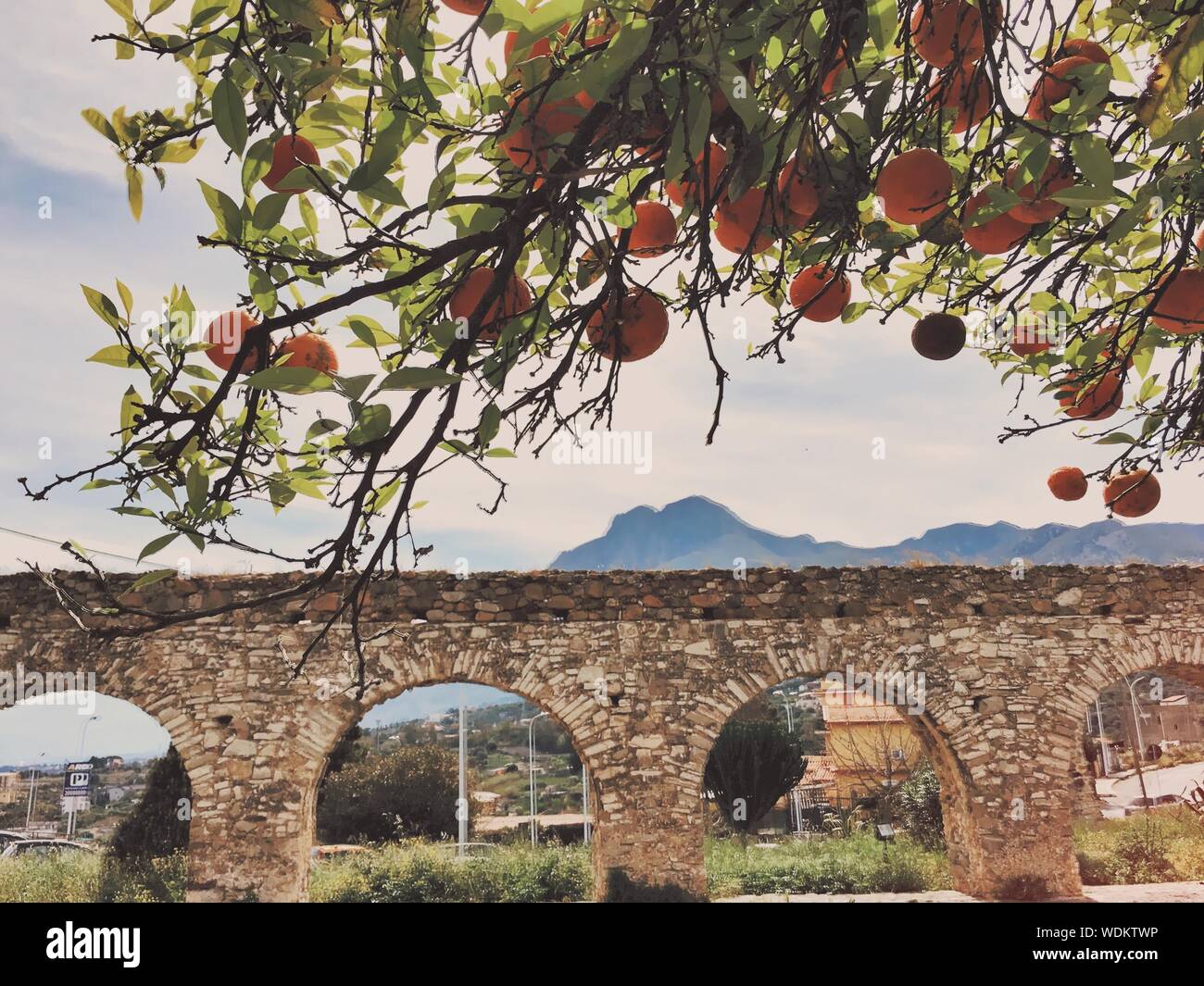 Tree branch bridge hi-res stock photography and images - Alamy