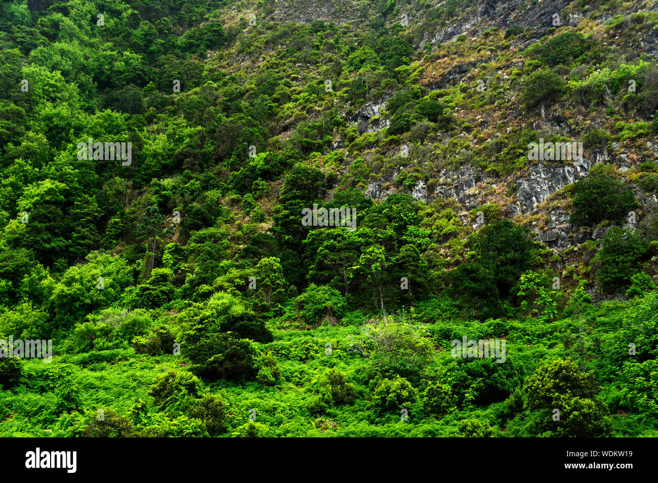 Lush foliage hi-res stock photography and images - Alamy