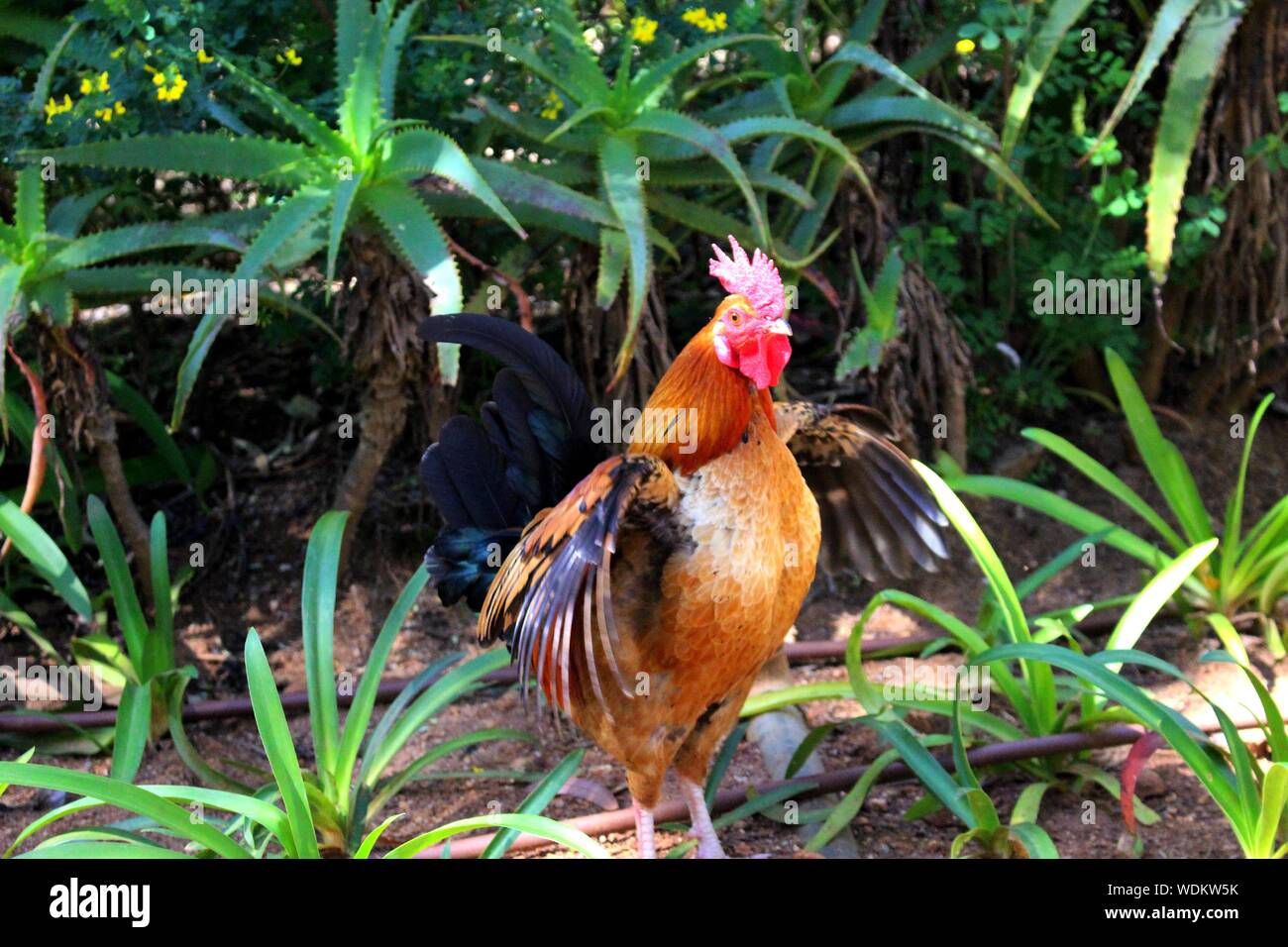Crest Of Rooster Plant High Resolution Stock Photography and Images - Alamy