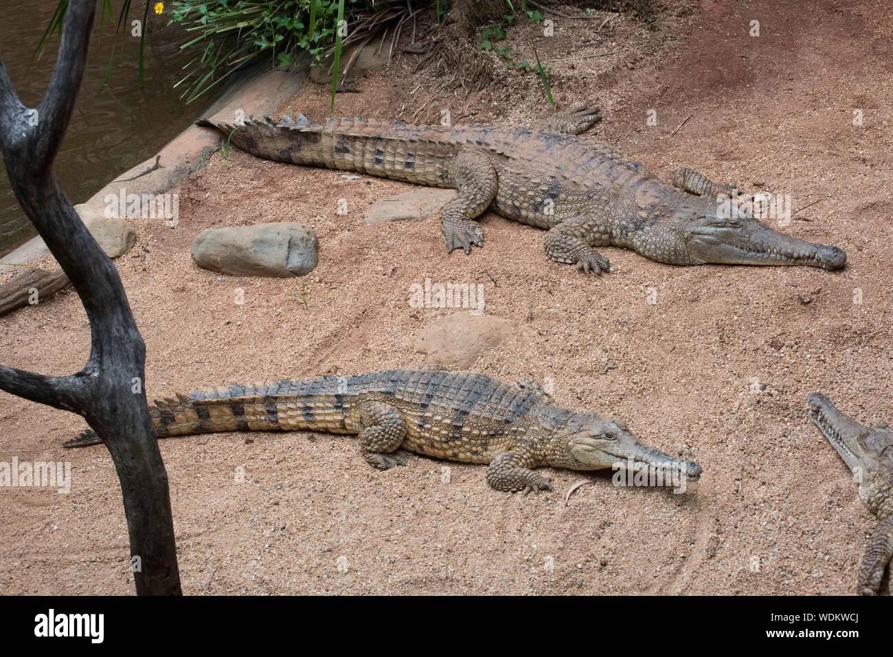Alligator On Sand High Resolution Stock Photography and Images - Alamy