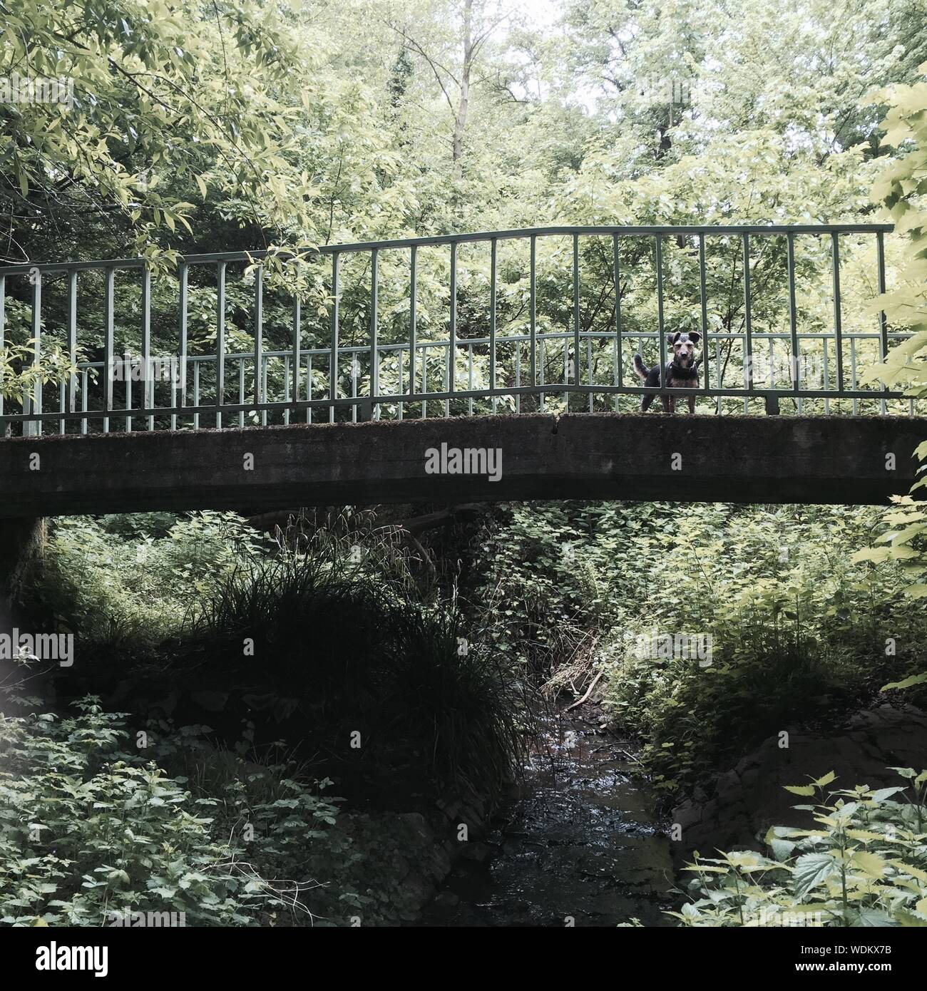 Footbridge over stream architecture hi-res stock photography and images ...