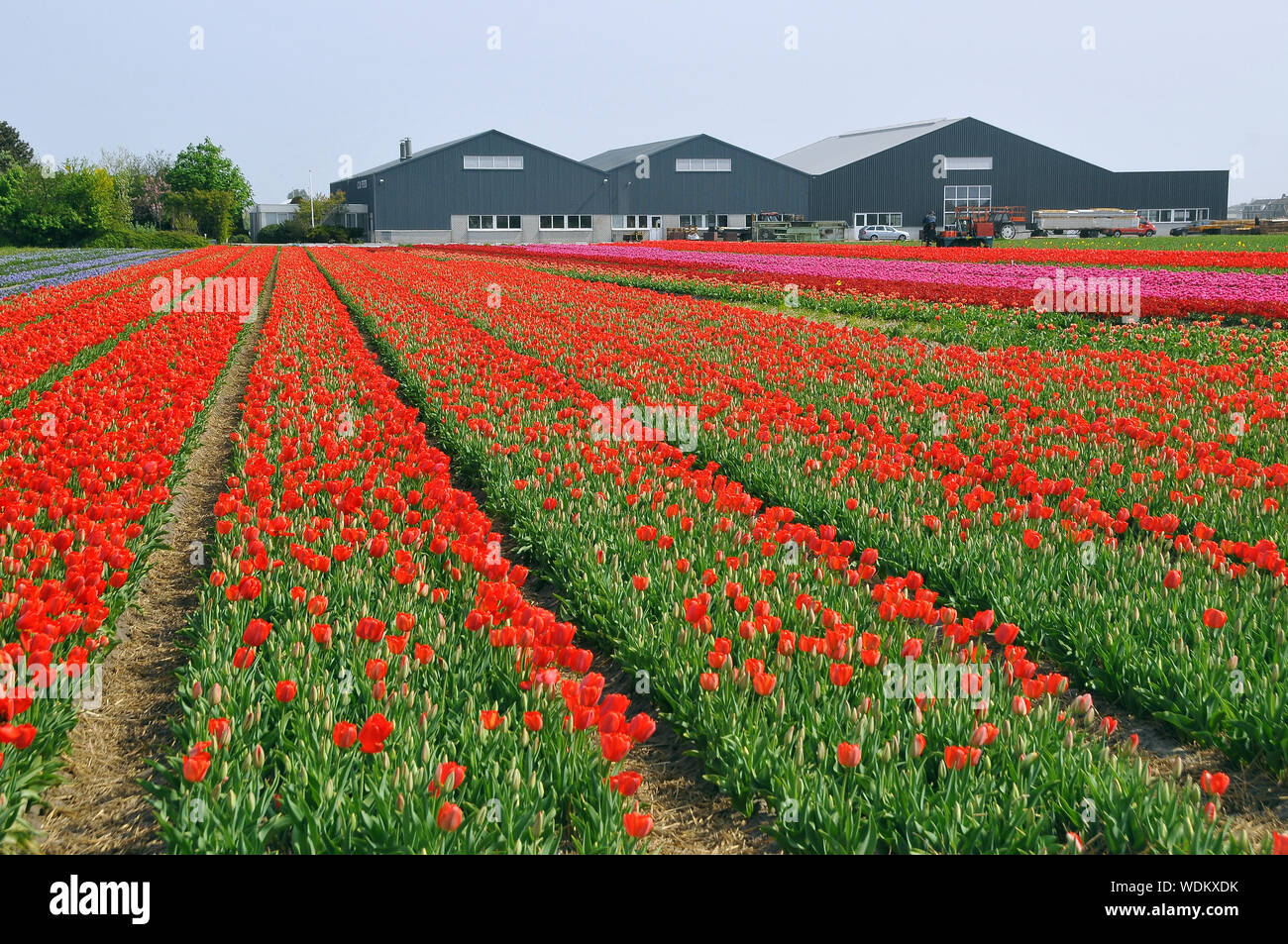 tulip field, flower field, Netherlands, Europe Stock Photo - Alamy