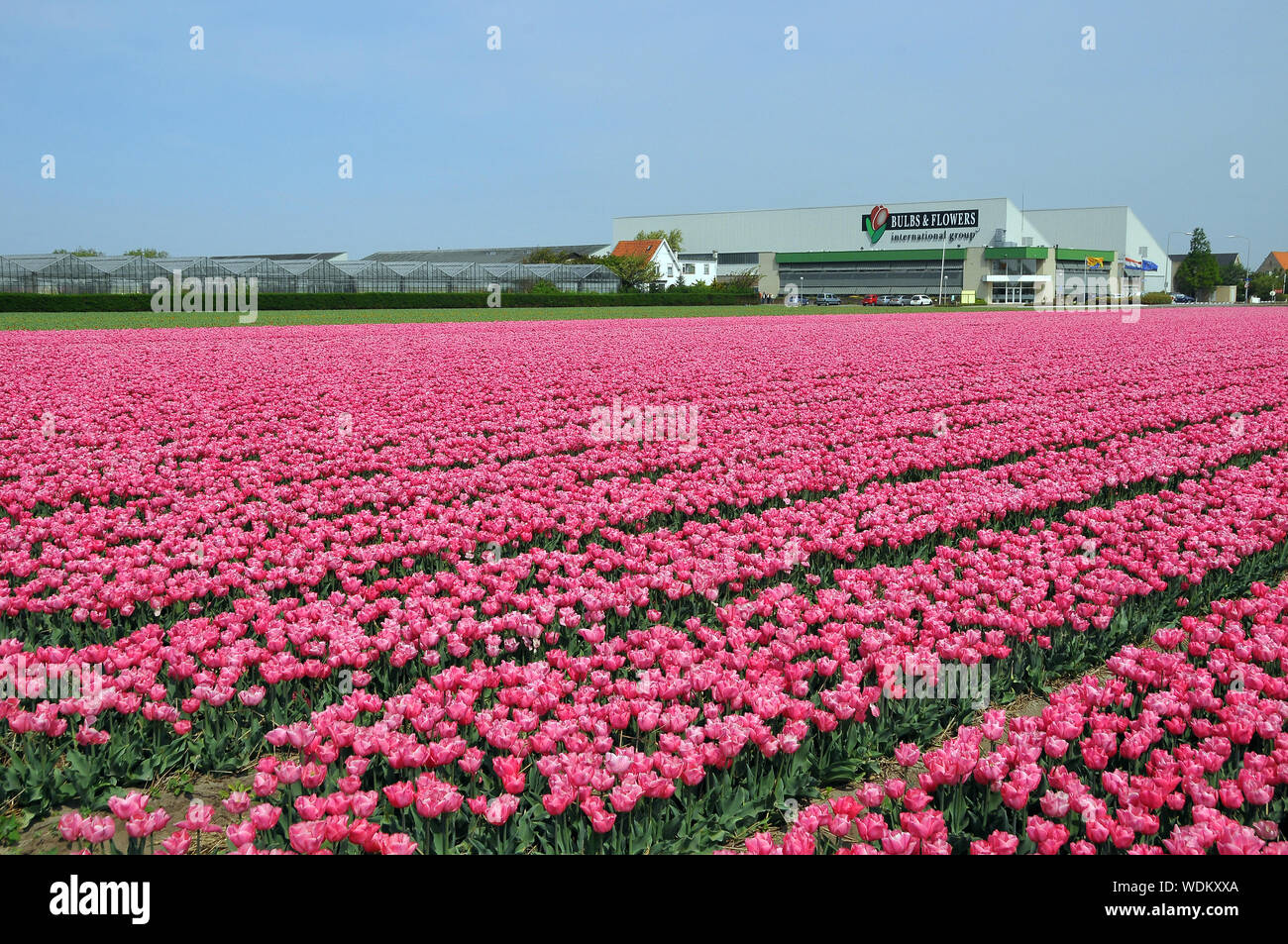 tulip field, flower field, Netherlands, Europe Stock Photo - Alamy