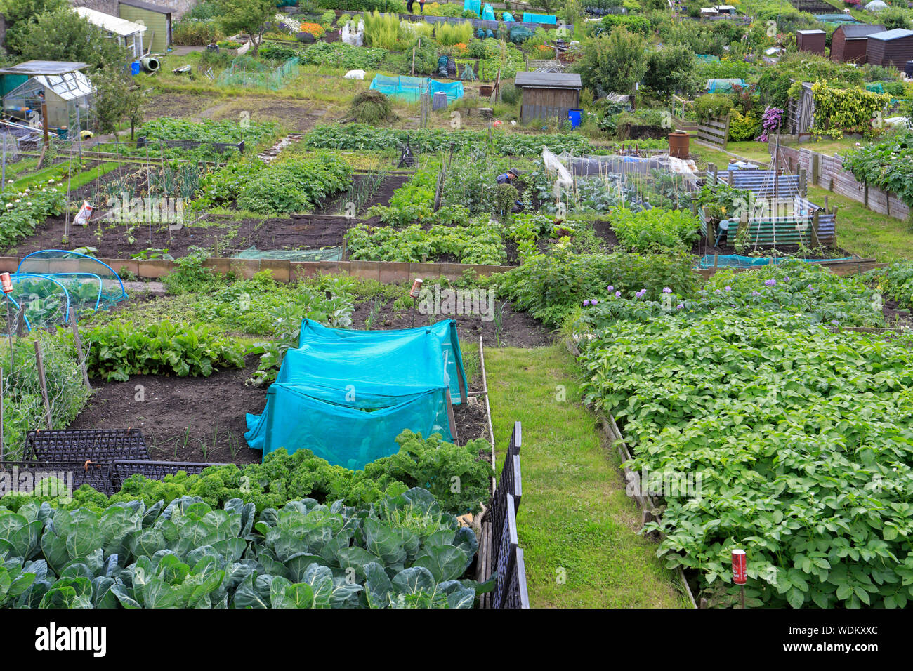 Uk allotments hi-res stock photography and images - Alamy