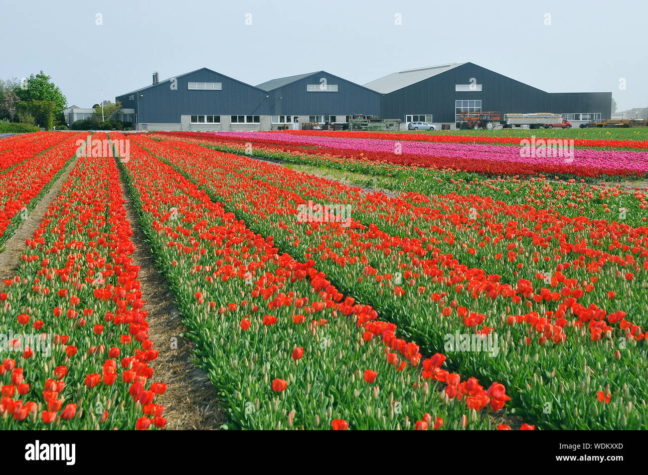 tulip field, flower field, Netherlands, Europe Stock Photo - Alamy