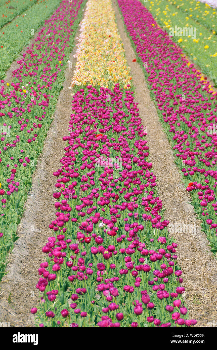 tulip field, flower field, Netherlands, Europe Stock Photo - Alamy
