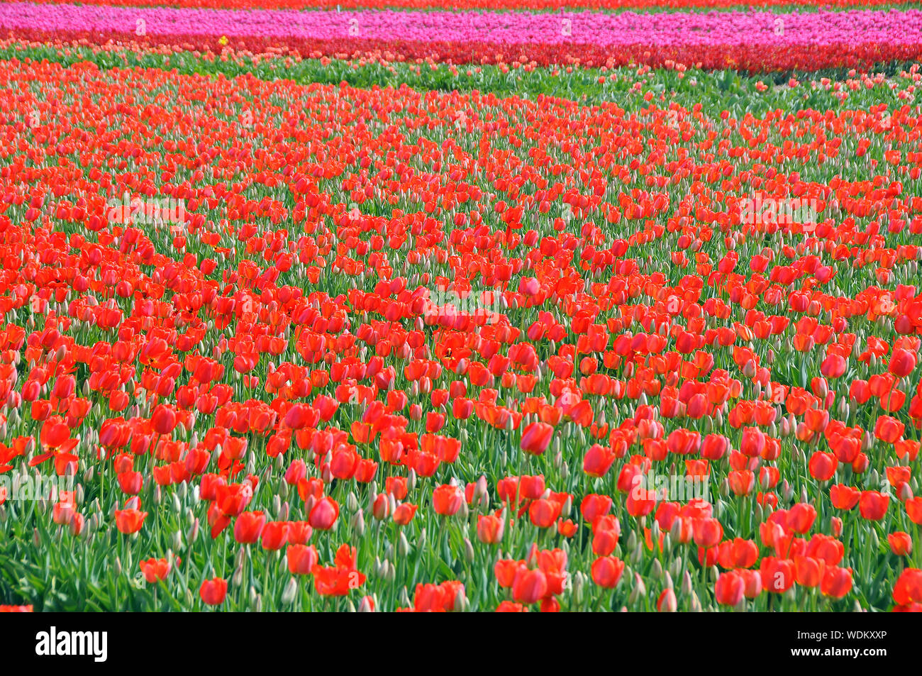 tulip field, flower field, Netherlands, Europe Stock Photo - Alamy