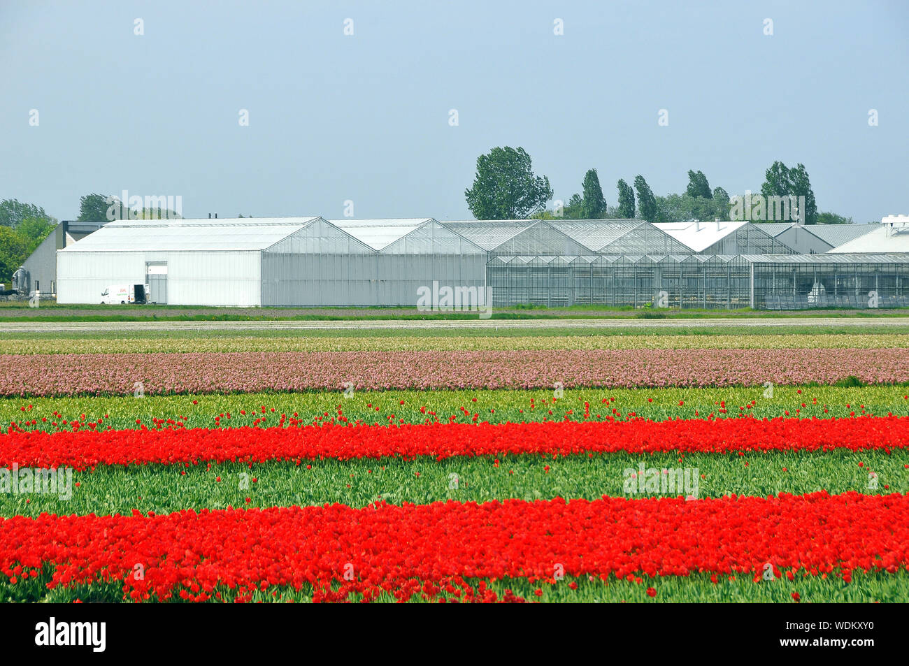 tulip field, flower field, Netherlands, Europe Stock Photo - Alamy