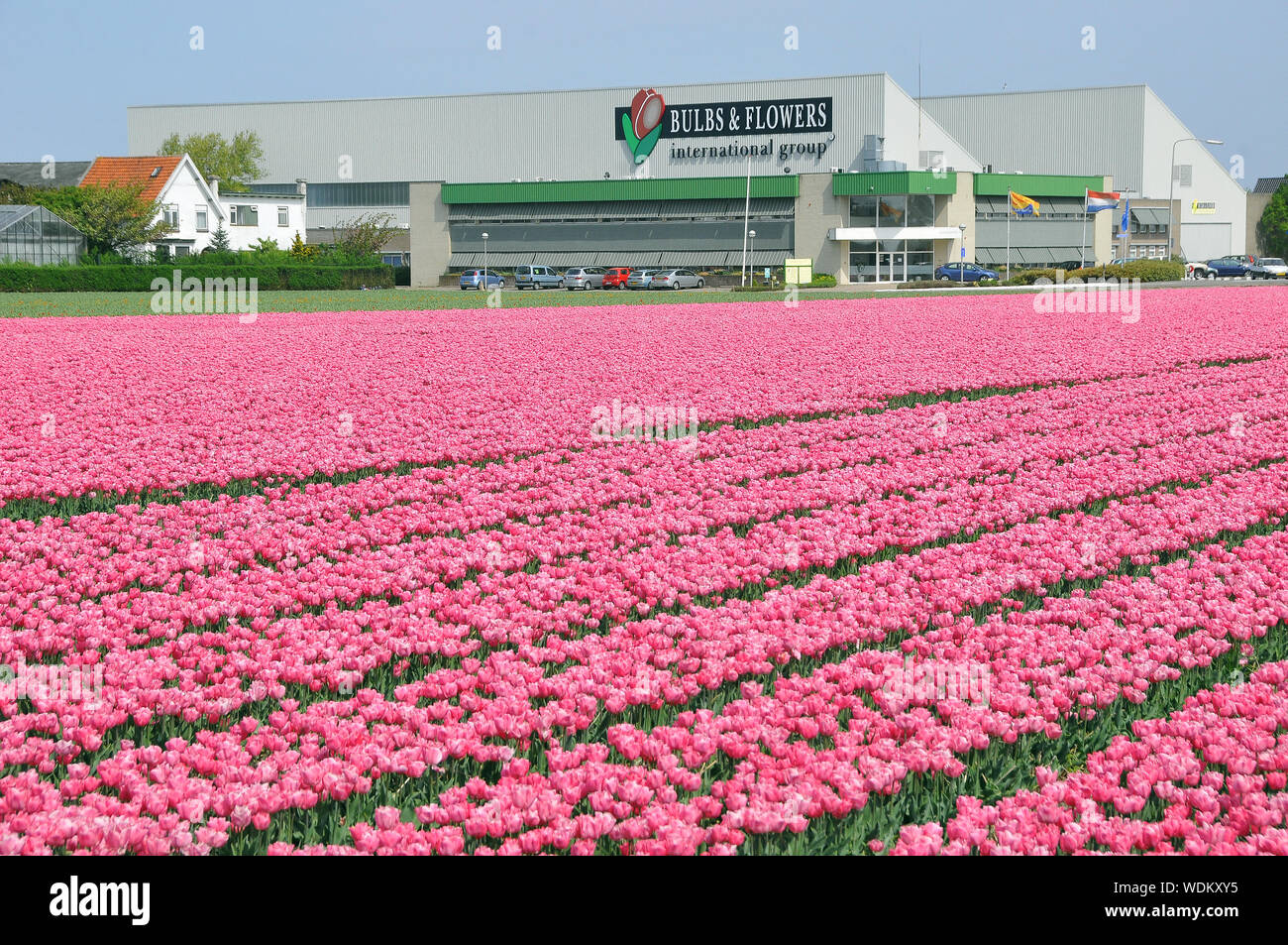 tulip field, flower field, Netherlands, Europe Stock Photo - Alamy