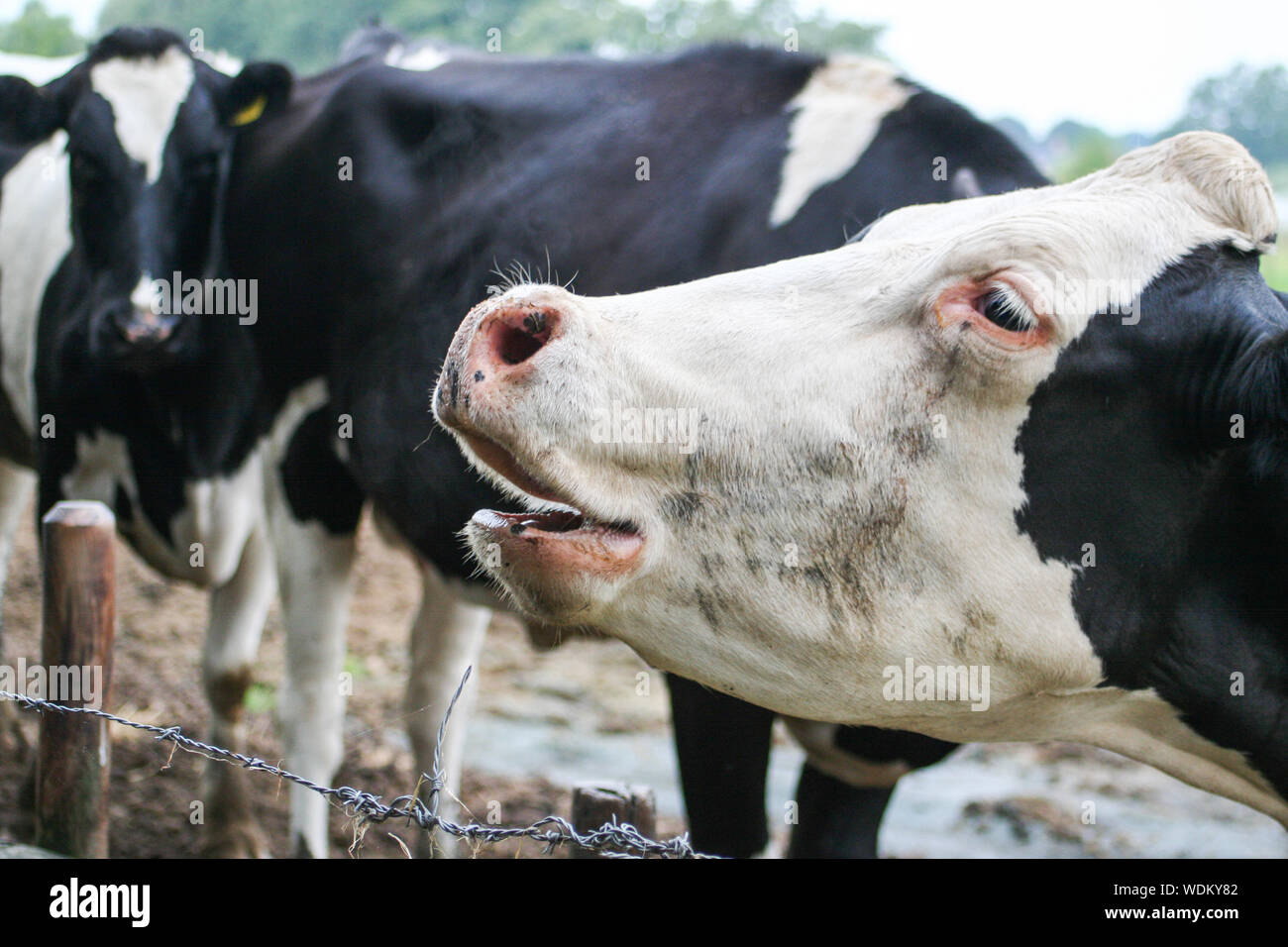 Mooing hi-res stock photography and images - Alamy