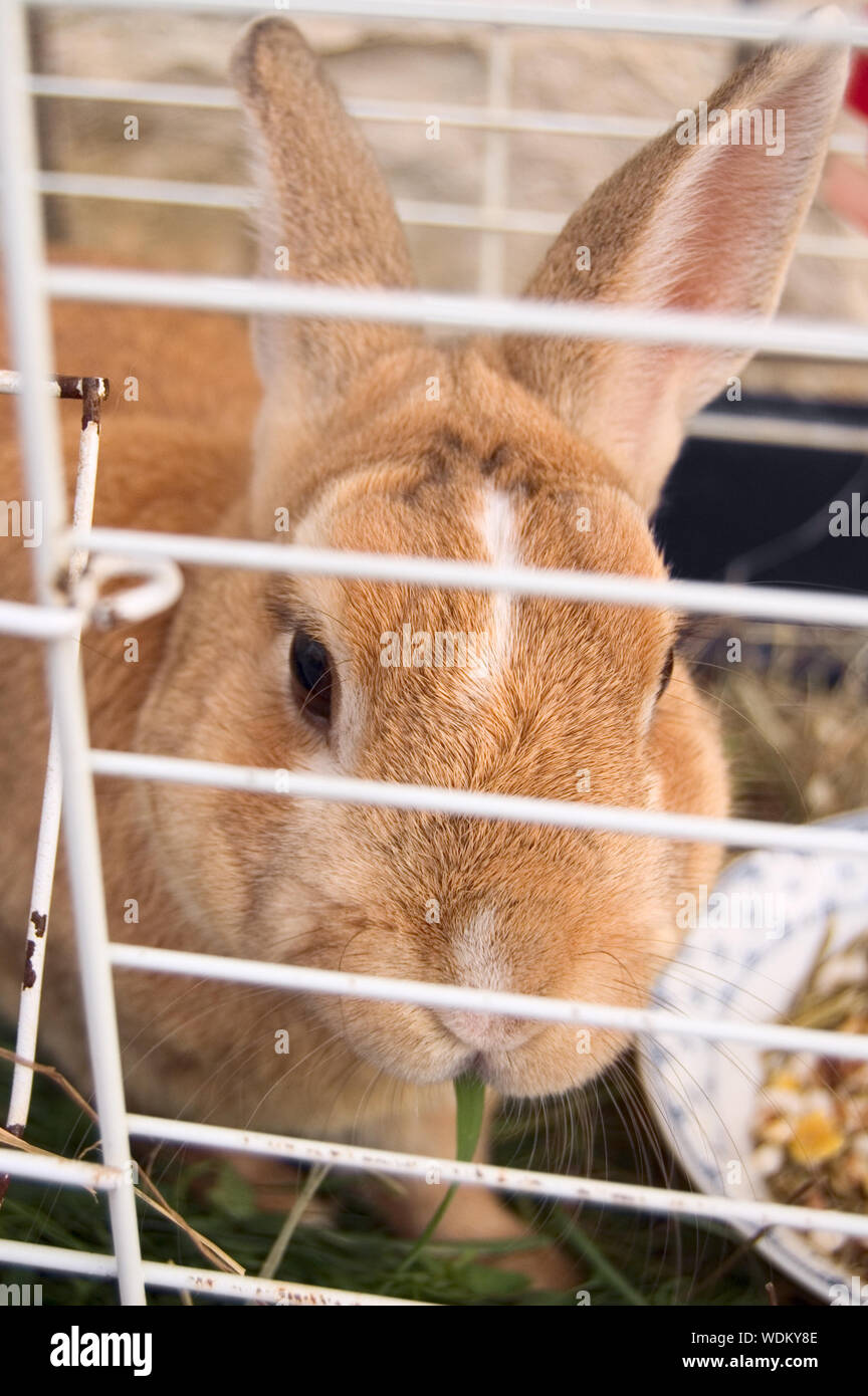 Trapped rabbit hi-res stock photography and images - Alamy