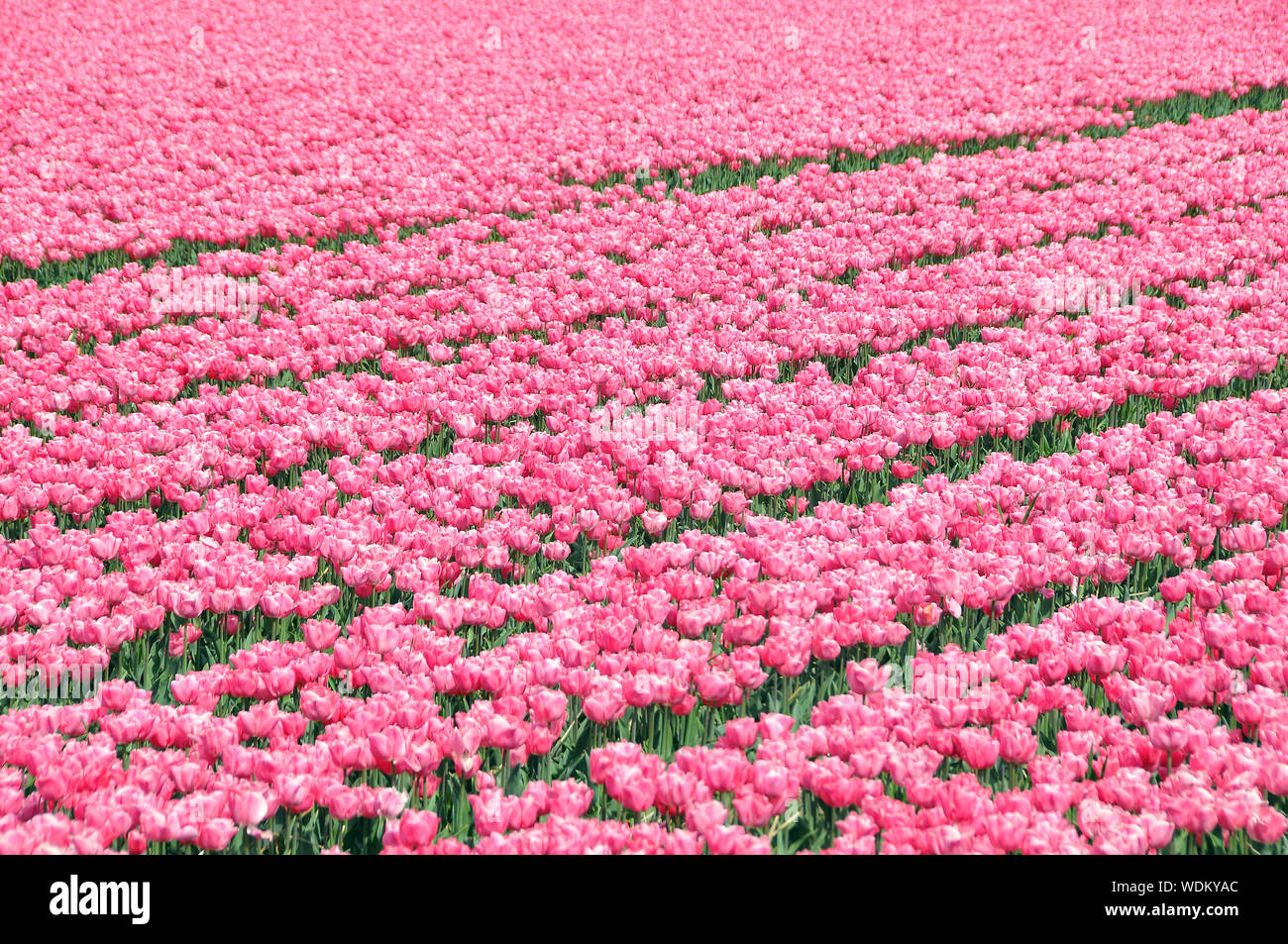 tulip field, flower field, Netherlands, Europe Stock Photo - Alamy