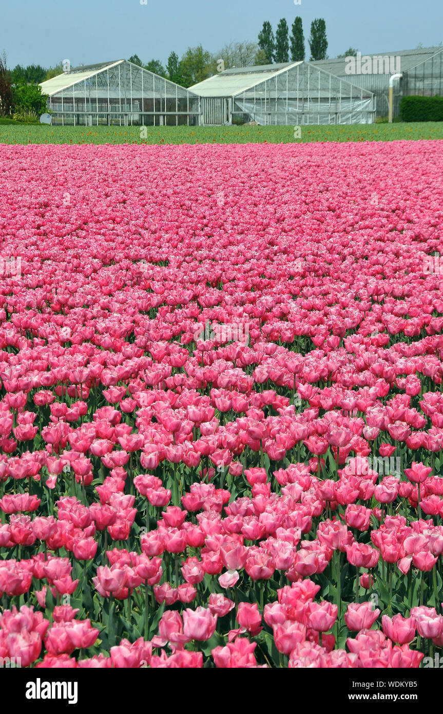 tulip field, flower field, Netherlands, Europe Stock Photo - Alamy