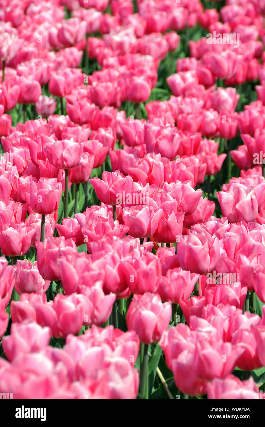 tulip field, flower field, Netherlands, Europe Stock Photo - Alamy