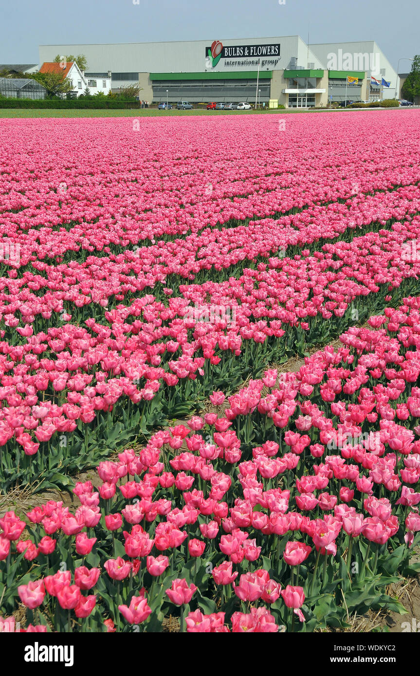 tulip field, flower field, Netherlands, Europe Stock Photo - Alamy
