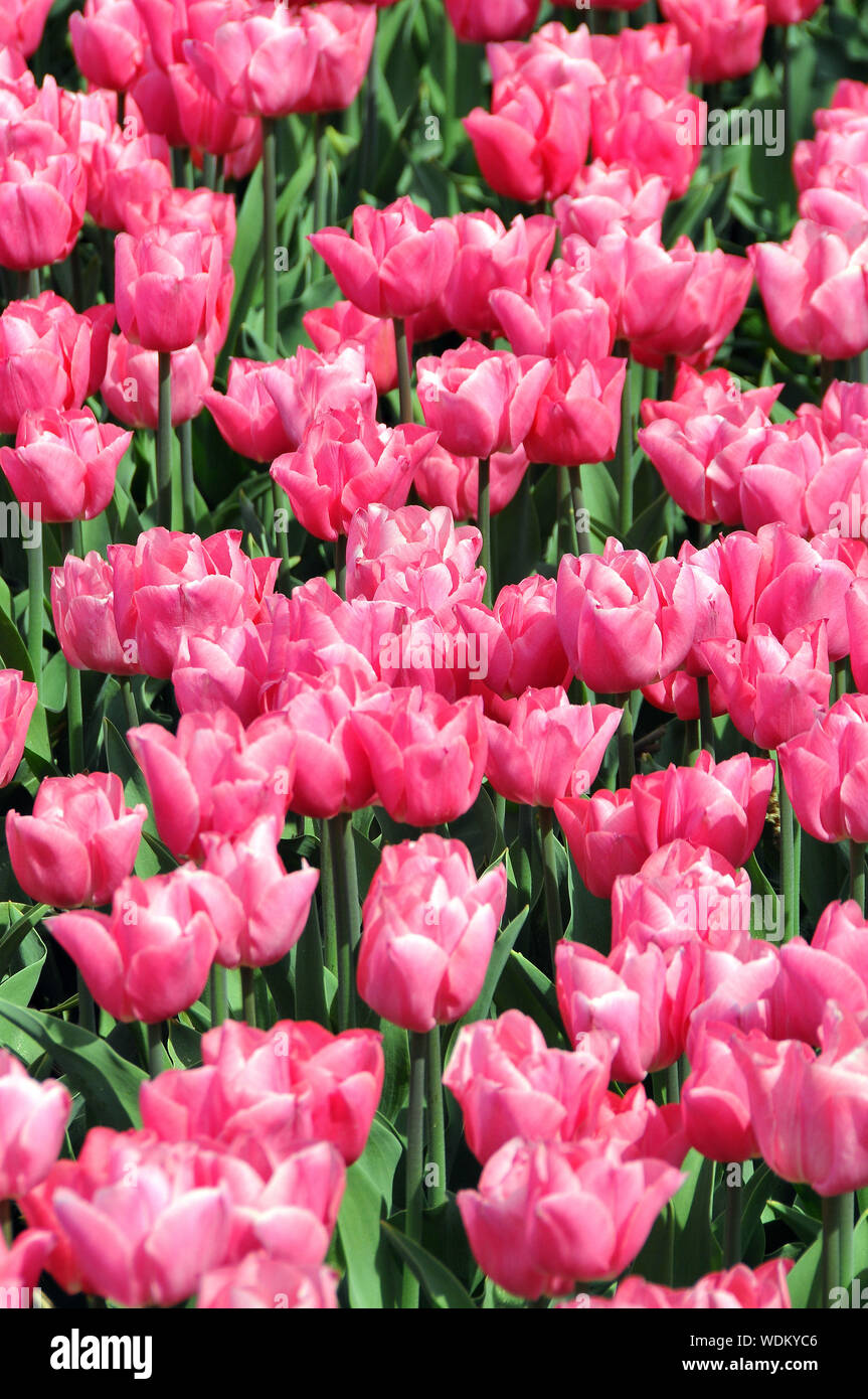 tulip field, flower field, Netherlands, Europe Stock Photo - Alamy