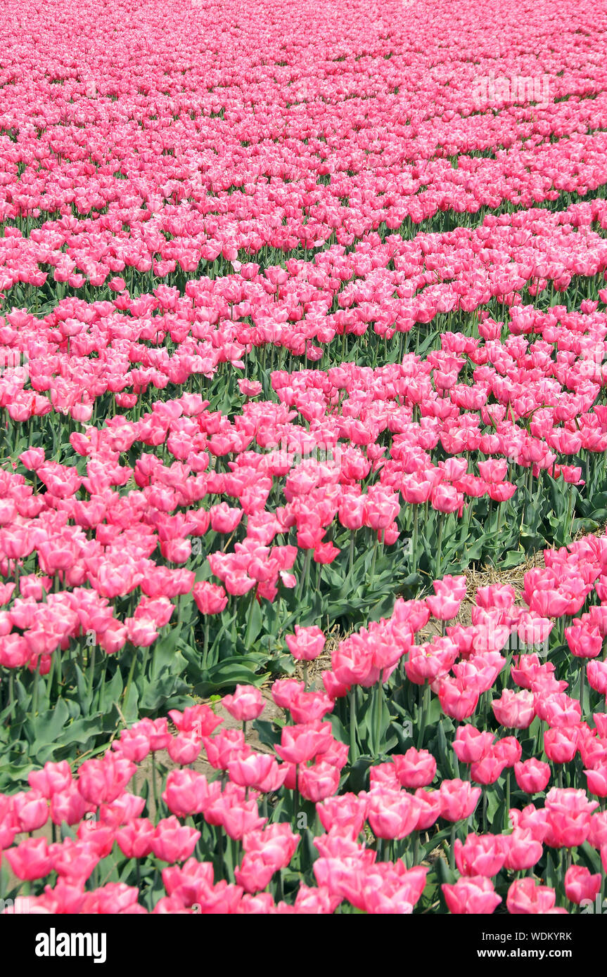 tulip field, flower field, Netherlands, Europe Stock Photo - Alamy