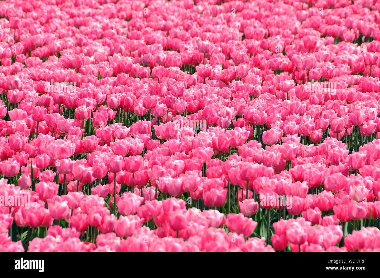 tulip field, flower field, Netherlands, Europe Stock Photo - Alamy