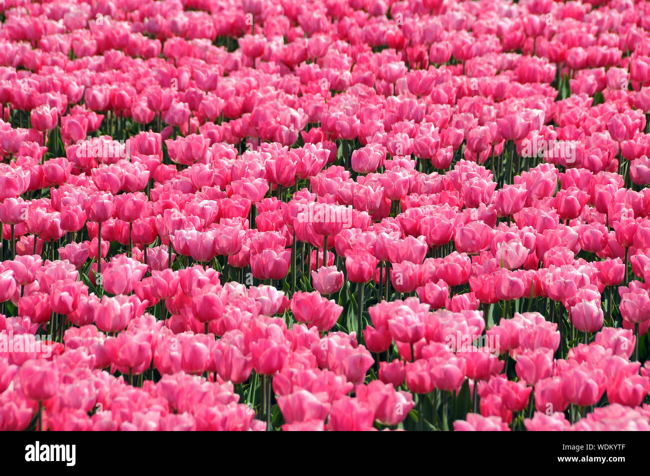 tulip field, flower field, Netherlands, Europe Stock Photo - Alamy