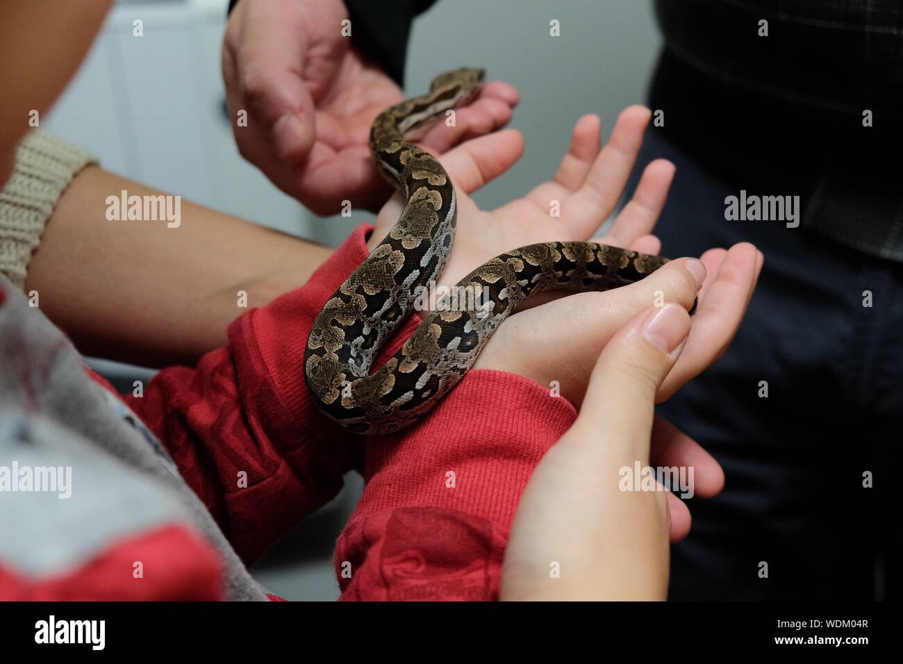 Child with snake hi-res stock photography and images - Alamy
