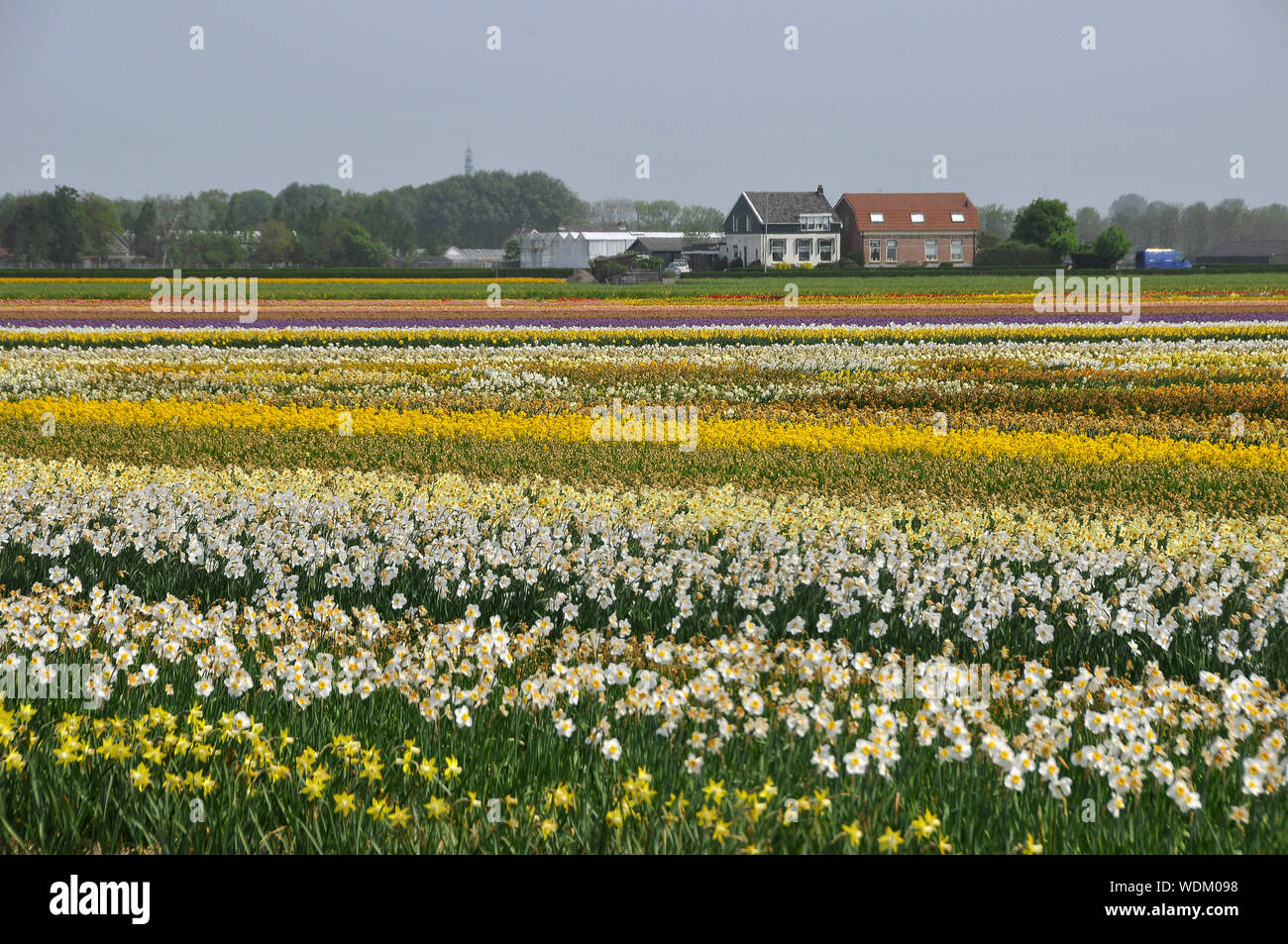 daffodil field, flower field, Netherlands, Europe Stock Photo - Alamy