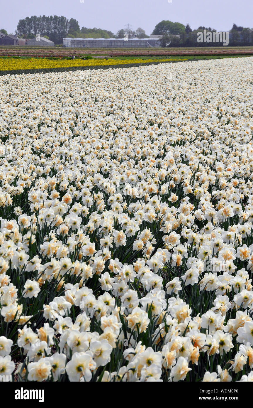 daffodil field, flower field, Netherlands, Europe Stock Photo - Alamy