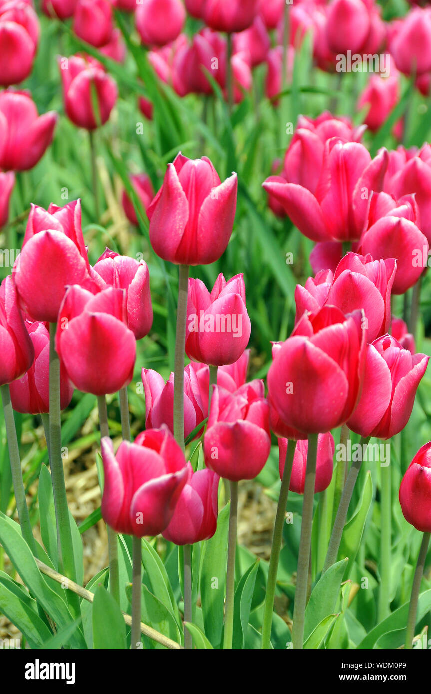 tulip field, flower field, Netherlands, Europe Stock Photo - Alamy