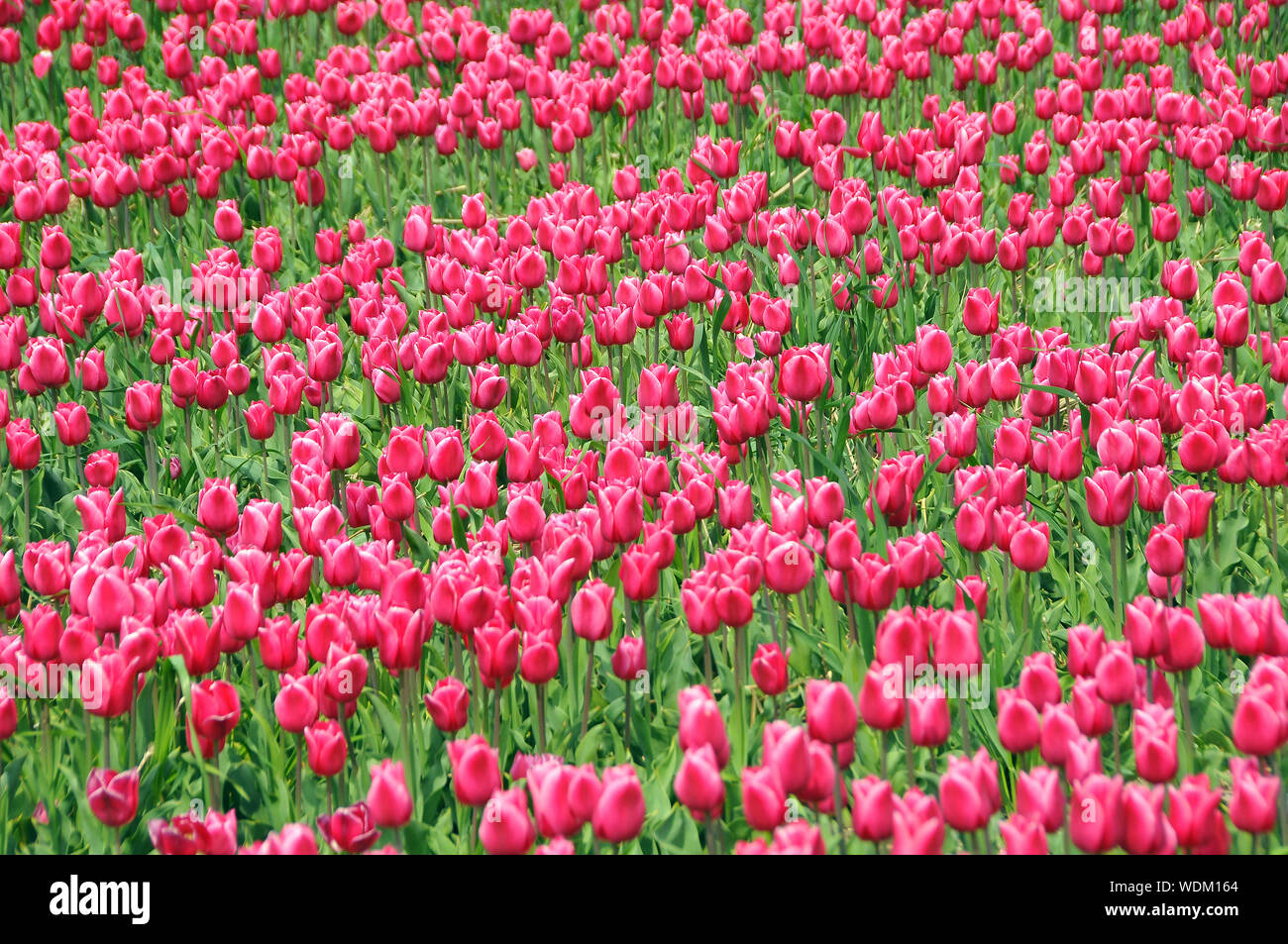 tulip field, flower field, Netherlands, Europe Stock Photo - Alamy
