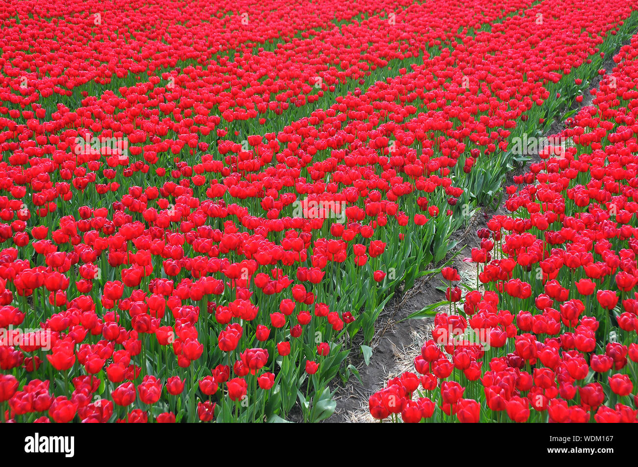 tulip field, flower field, Netherlands, Europe Stock Photo - Alamy