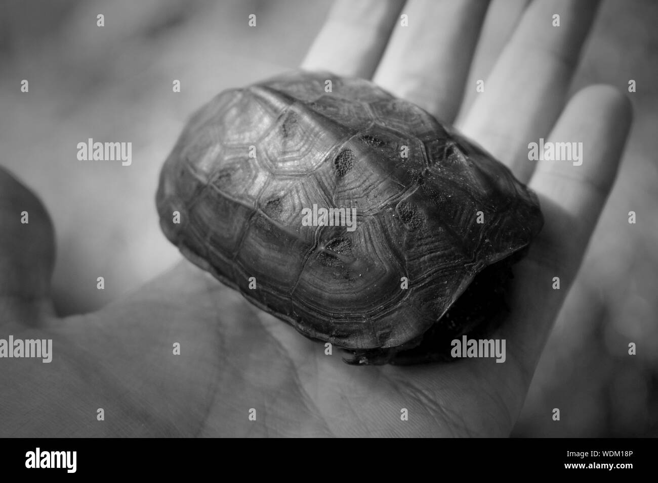 Person holding turtle hi-res stock photography and images - Alamy
