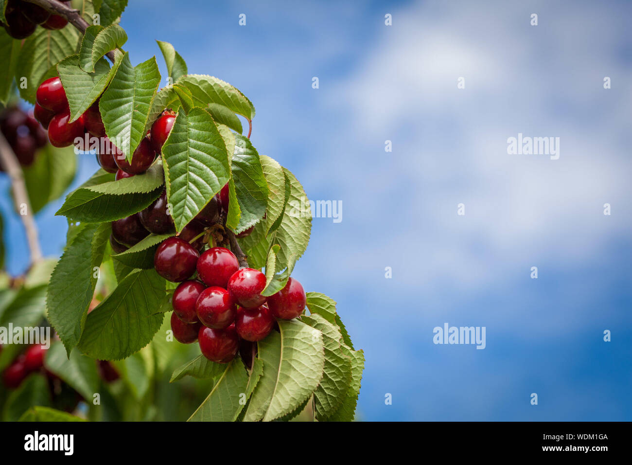 Cherries of the tree hi-res stock photography and images - Alamy