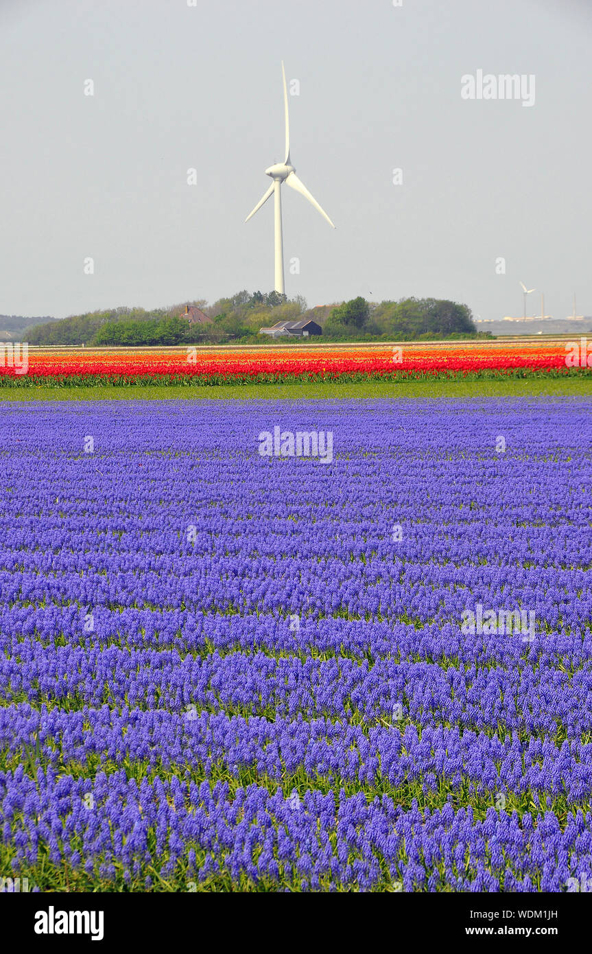 grape hyacinth field, flower field, Muscari neglectum, Netherlands ...