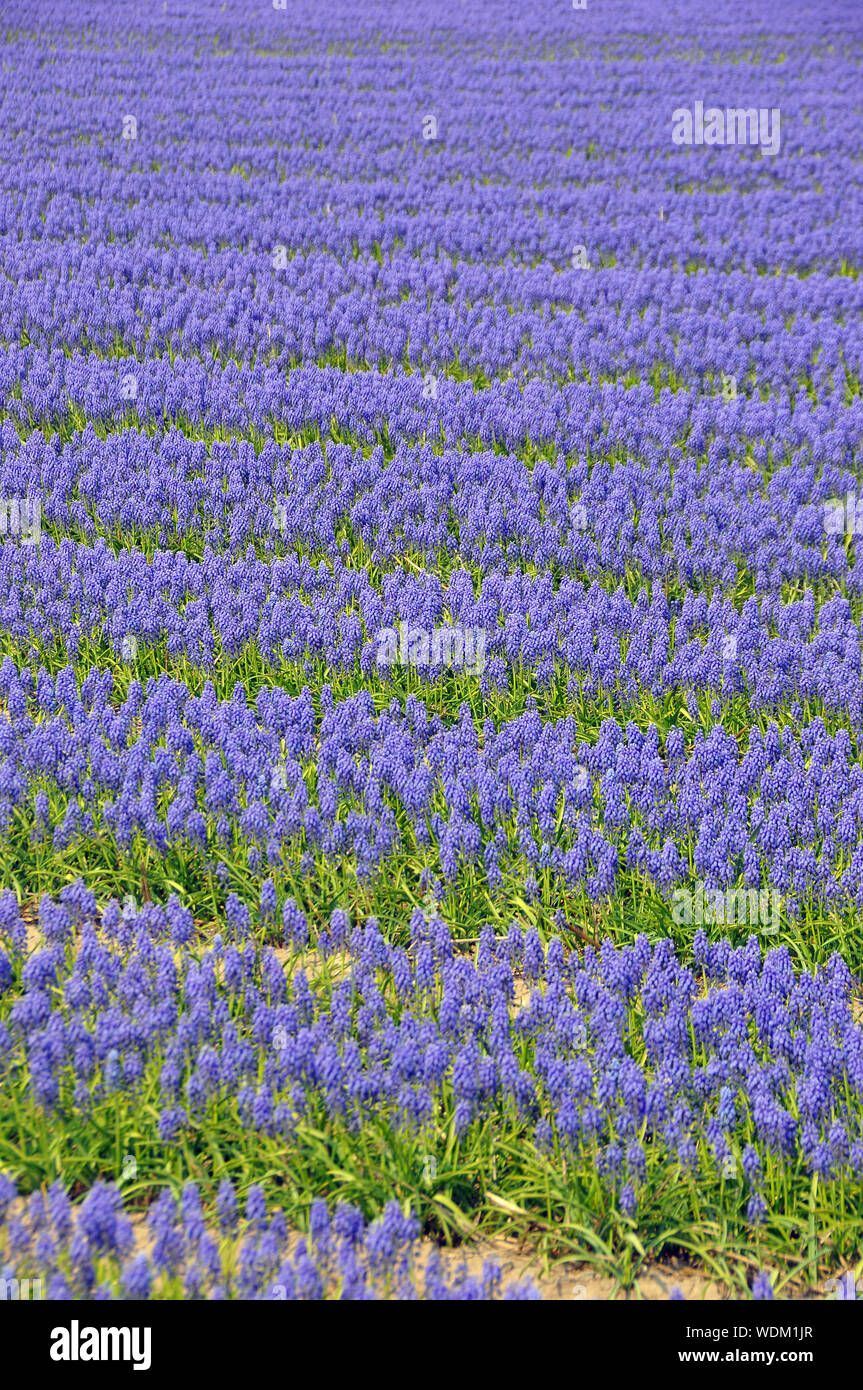grape hyacinth field, flower field, Muscari neglectum, Netherlands ...
