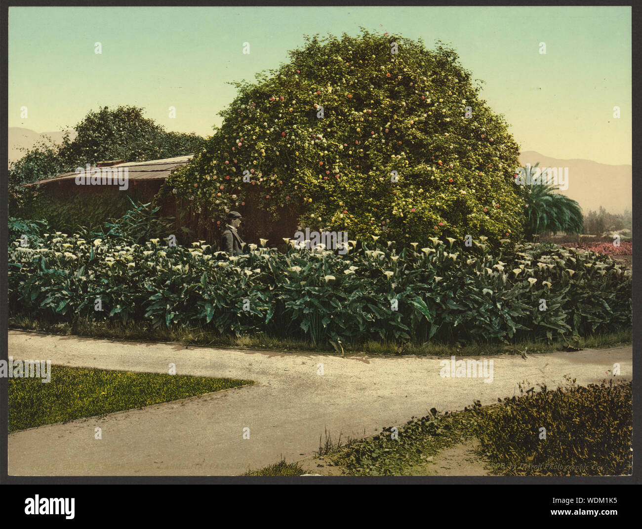 Ophir gold hi-res stock photography and images - Alamy