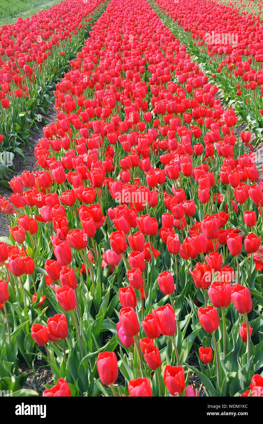 tulip field, flower field, Netherlands, Europe Stock Photo - Alamy