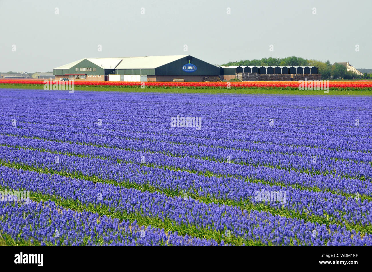 grape hyacinth field, flower field, Muscari neglectum, Netherlands ...