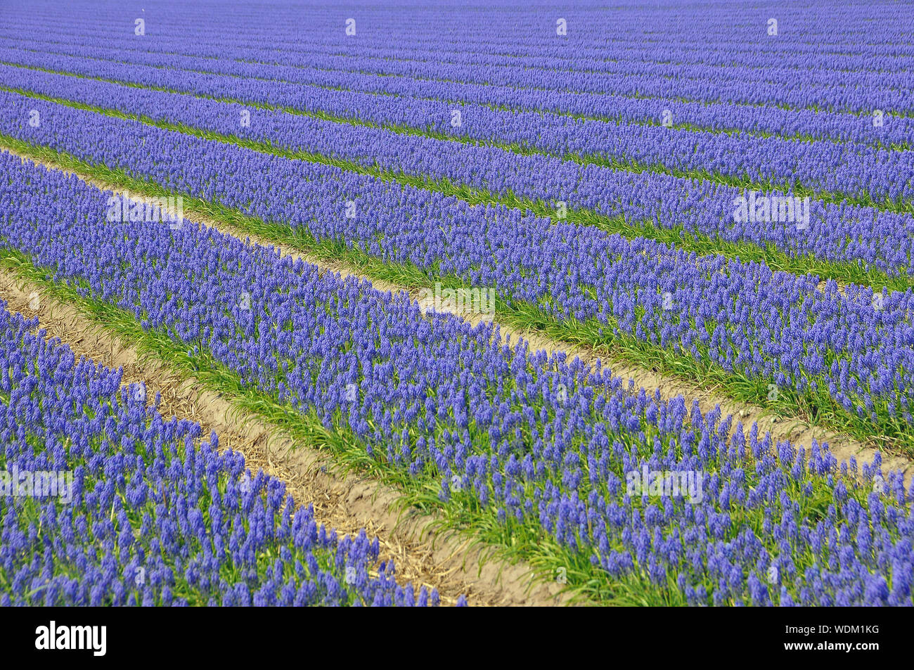 grape hyacinth field, flower field, Muscari neglectum, Netherlands ...