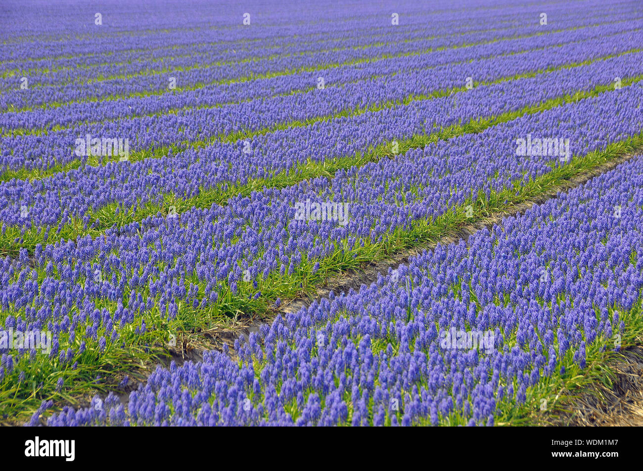 grape hyacinth field, flower field, Muscari neglectum, Netherlands ...