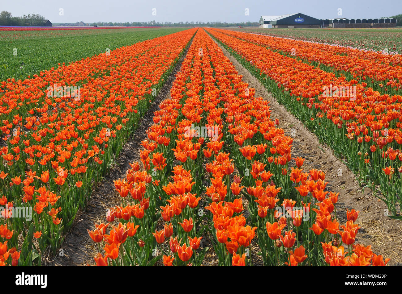 tulip field, flower field, Netherlands, Europe Stock Photo - Alamy