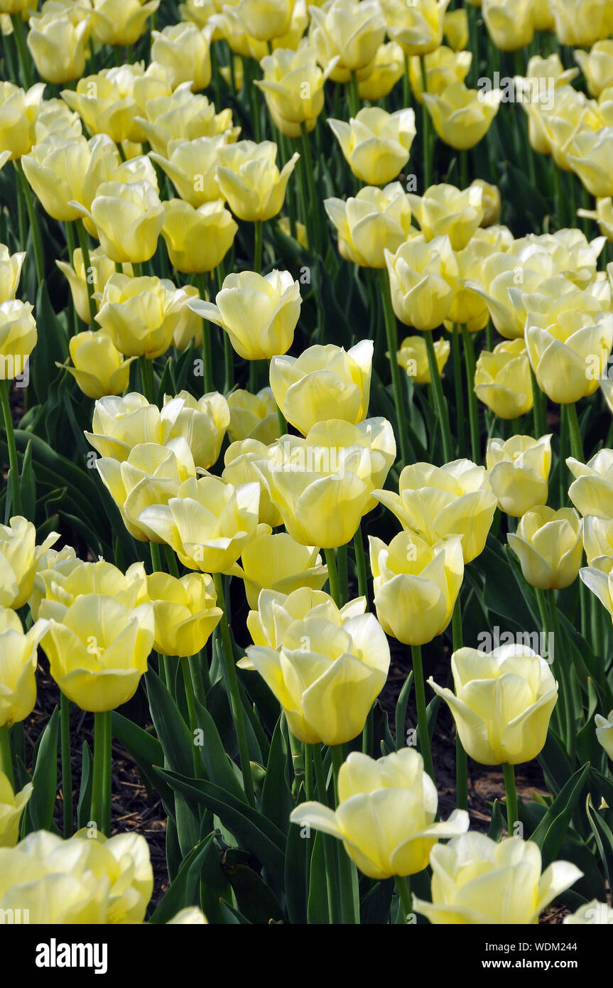 tulip field, flower field, Netherlands, Europe Stock Photo - Alamy