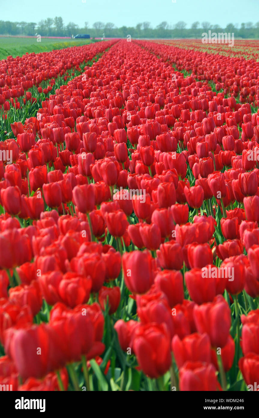 tulip field, flower field, Netherlands, Europe Stock Photo - Alamy