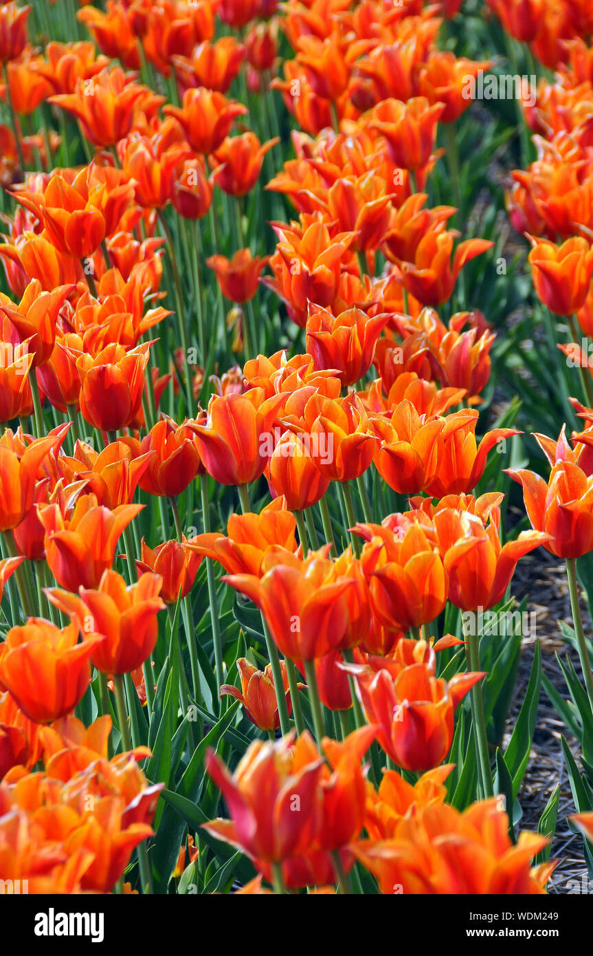 tulip field, flower field, Netherlands, Europe Stock Photo - Alamy