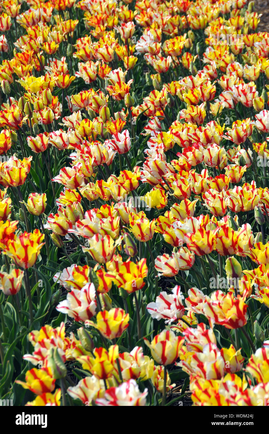 tulip field, flower field, Netherlands, Europe Stock Photo - Alamy